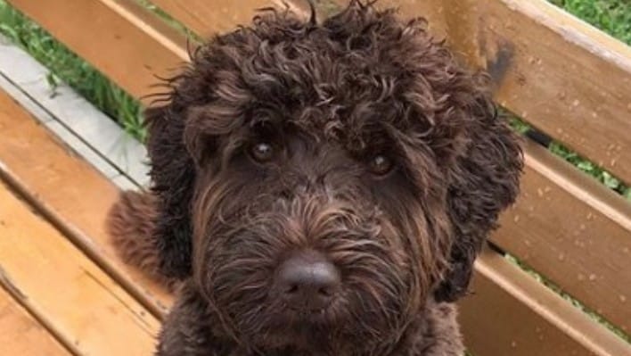 16 Tips for Taking Care of Your Labradoodle - PetPress
