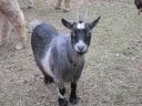 Goat Names: The 500 Most Popular Names for Goats