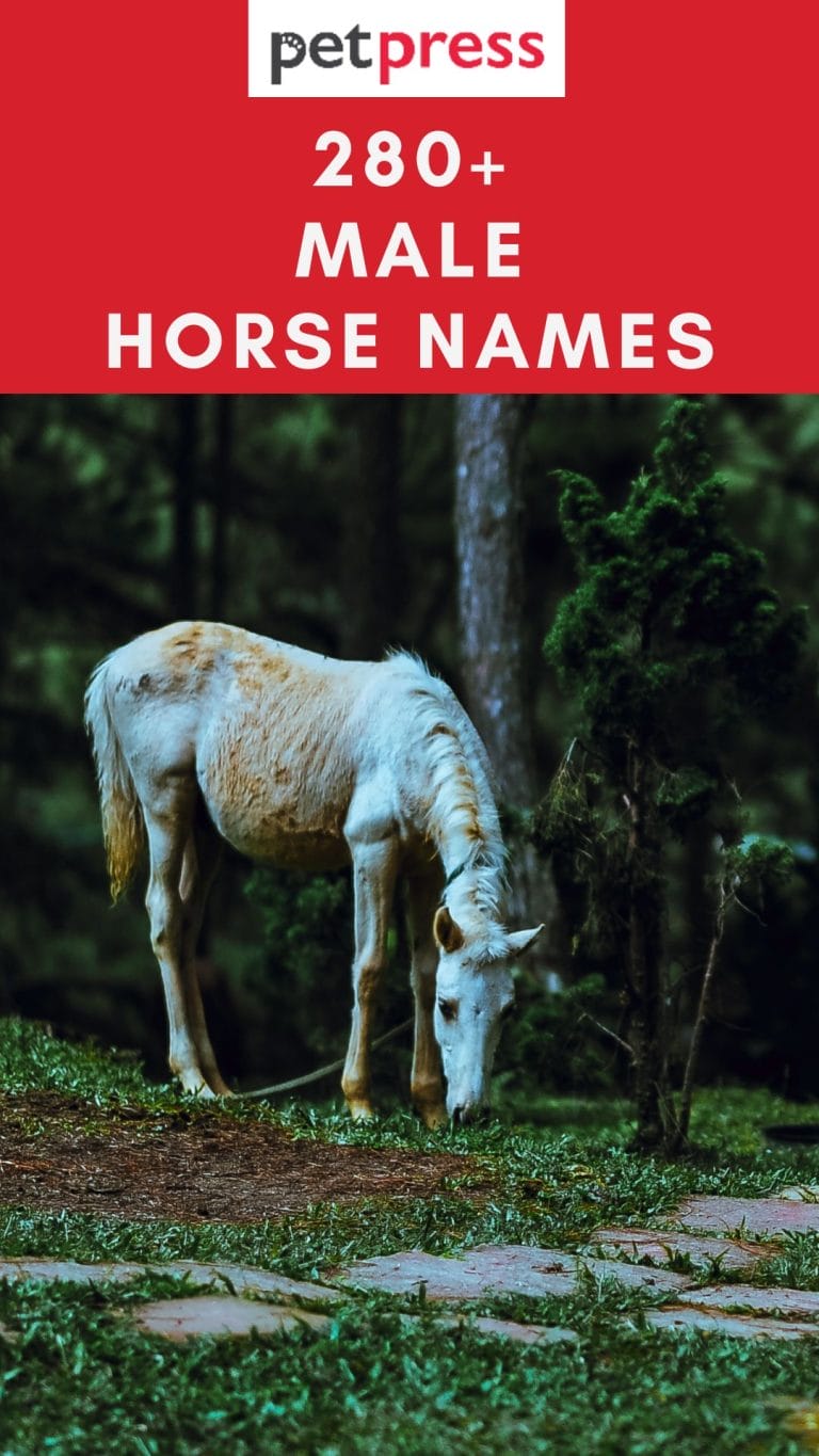 Male Horse Names – The 380 Most Popular Names for Male Horses - PetPress