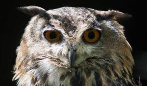 Owl Names: The 300 Most Popular Names for Owls - PetPress