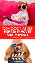 120+ Trendy Dog Names Inspired by Movies and TV Shows