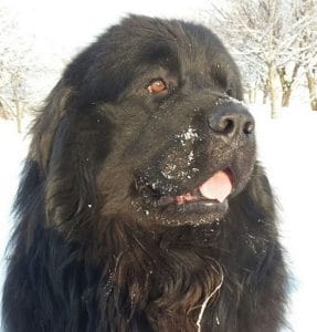 14 Inspiring Pictures of Newfoundland Dogs Being Outside - PetPress