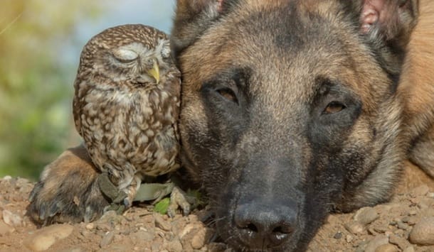 A Photo Story About the Friendship of an Owl and a German Shepherd ...