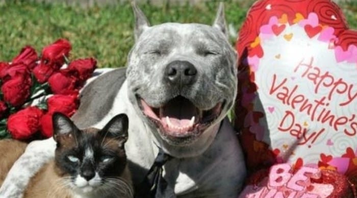 The 14 Сutest Valentine's Day Cards for True Pit Bull Lovers - PetPress