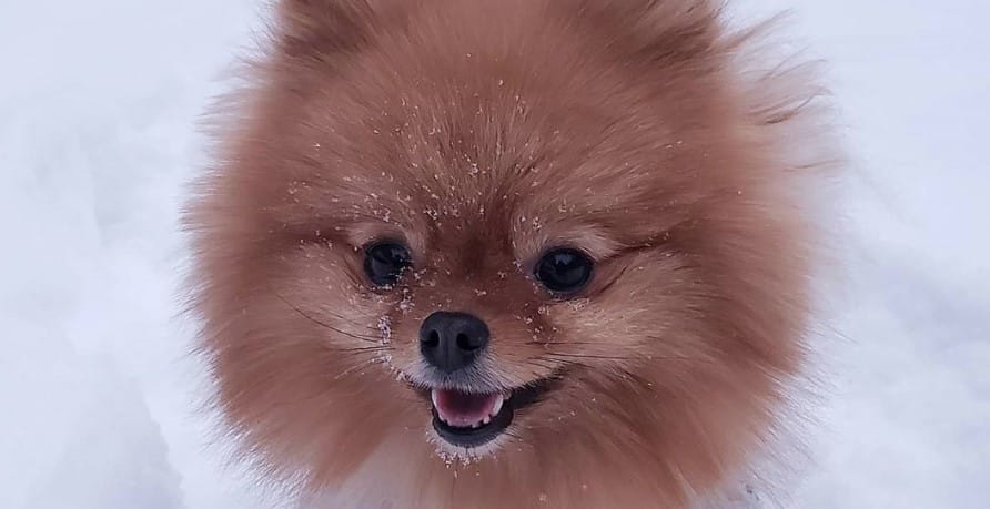 14 Adorable Facts About Pomeranians - PetPress
