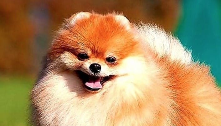 75 Popular European Dog Names - PetPress