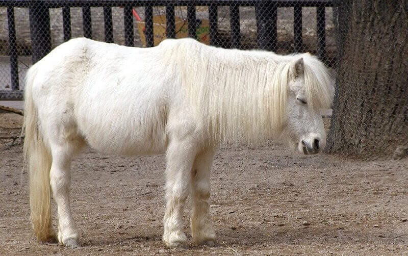 650 Best Pony Names - Good Pony Names Ideas for Your Pony - PetPress