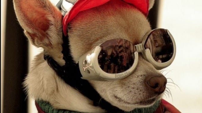 48 Popular Rock and Roll Inspired Dog Names - PetPress