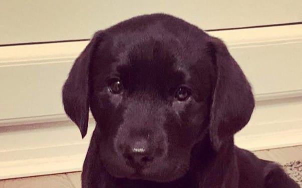 14 Friendly Labrador Retriever Pics To Prove That They Are The Best ...