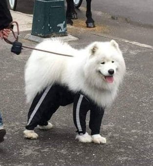 The Next 15 Most Fashionable Samoyed Dogs - PetPress