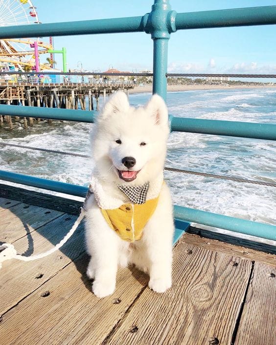 The Next 15 Most Fashionable Samoyed Dogs - PetPress