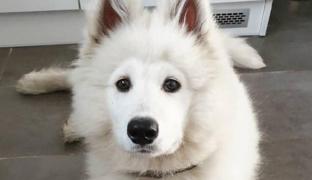 15 Funny Pictures Explaining Why We Love Samoyed Dogs So Much! - PetPress