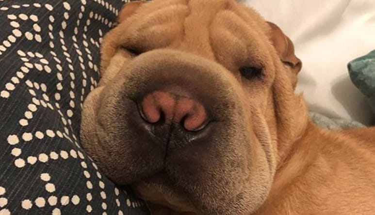 14 Interesting Facts About Shar-Peis - PetPress