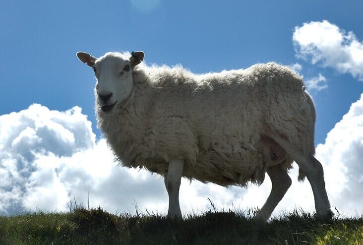 150+ Girl Sheep Names - Best Female Names For A Sheep