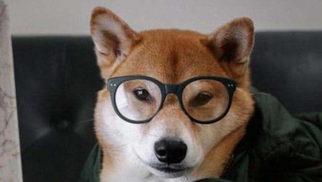The 14 Most Fashionable Shiba Inu You Ever Seen - PetPress