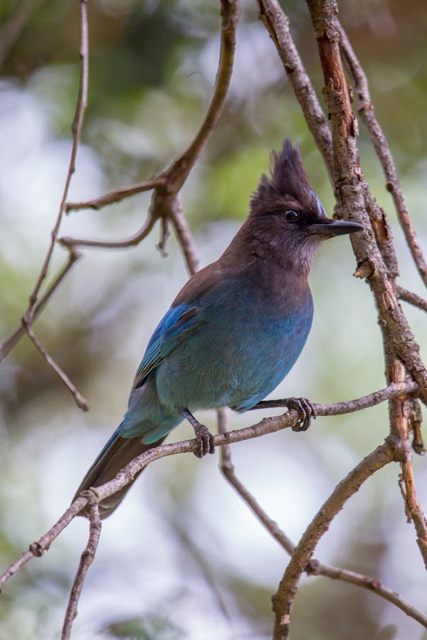 Top 130 Blue Bird Names - Unique Name Ideas For Pet Blue Bird