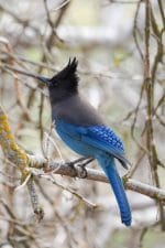 Top 130 Blue Bird Names - Unique Name Ideas For Pet Blue Bird