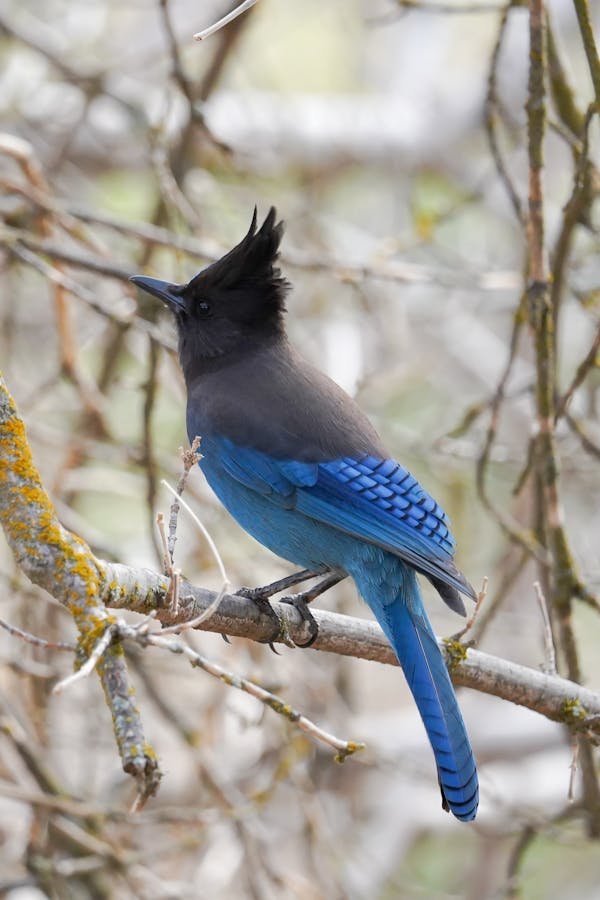 Top 130 Blue Bird Names - Unique Name Ideas For Pet Blue Bird