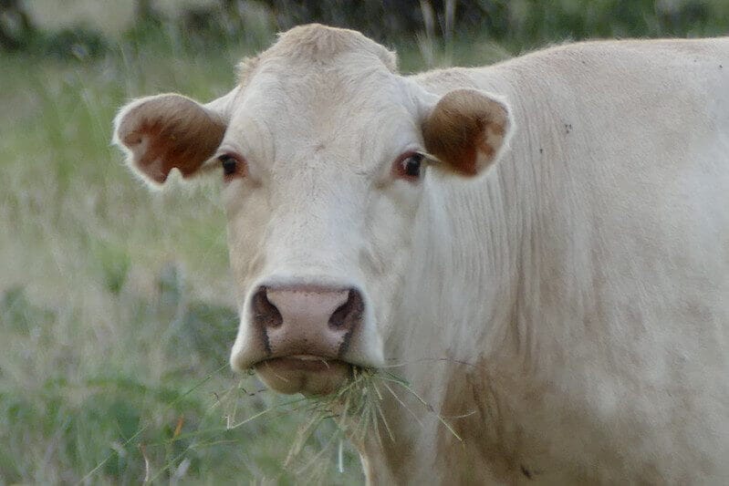White Cow Names - 60+ Best Cow Names For White Cows