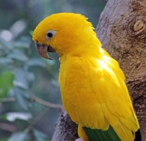 Yellow Bird Names: 80 Best Names for Yellow Birds
