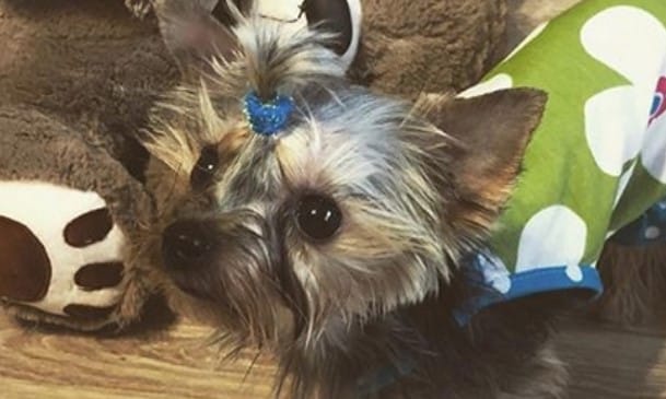 100 Beautiful Female Dog Names with Meanings - PetPress