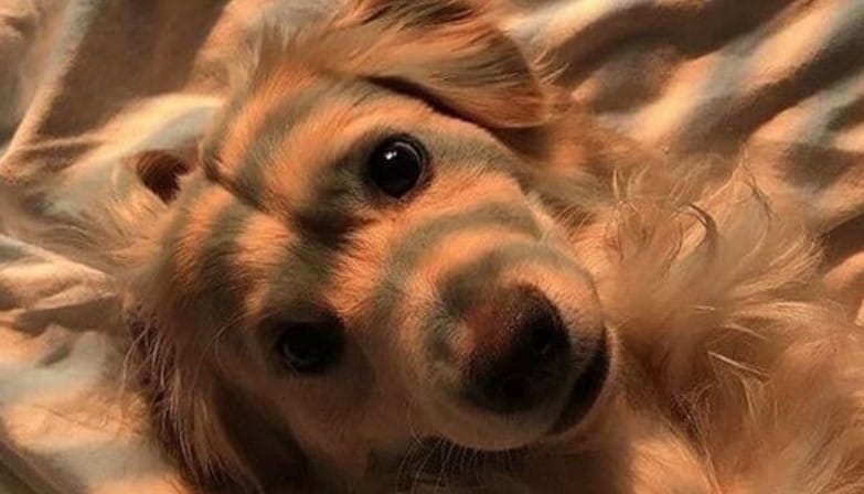 Top 100 Male Dog Names That Start with "S" - PetPress