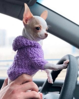 TOP 15 Best Dog Breeds For Women - PetPress