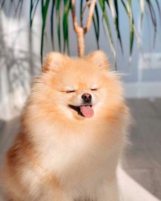 TOP 15 Best Dog Breeds For Women - PetPress