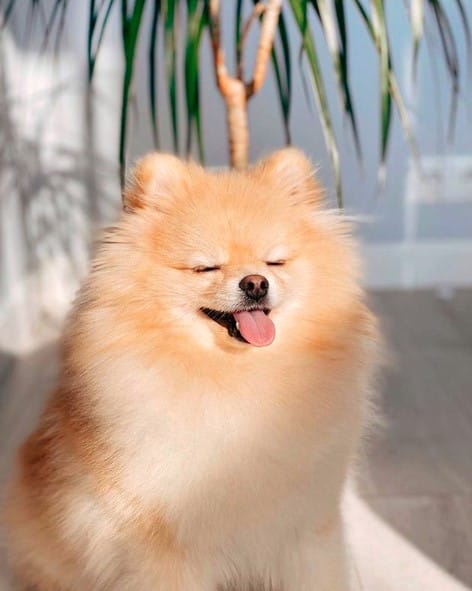 TOP 15 Best Dog Breeds For Women - PetPress