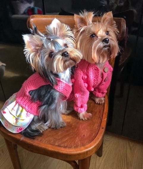 TOP 15 Best Dog Breeds For Women - PetPress