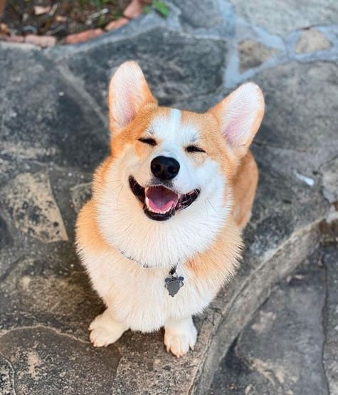 TOP 15 Best Dog Breeds For Women - PetPress