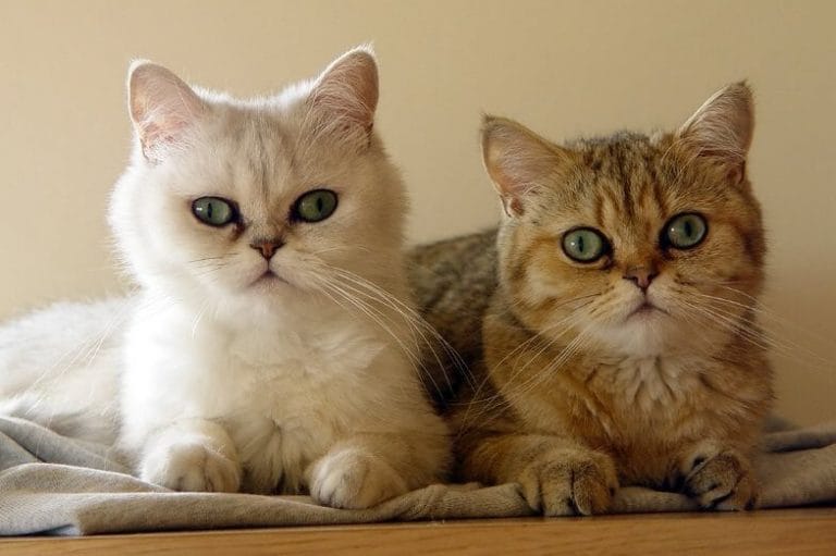 Persian Cat Names 350 Best Names For Persian Cats PetPress persian-cat-names-350-best-names-for-persian-cats-petpress