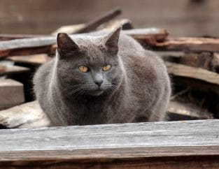 500 Fancy Cat Names that are Posh and Elegant