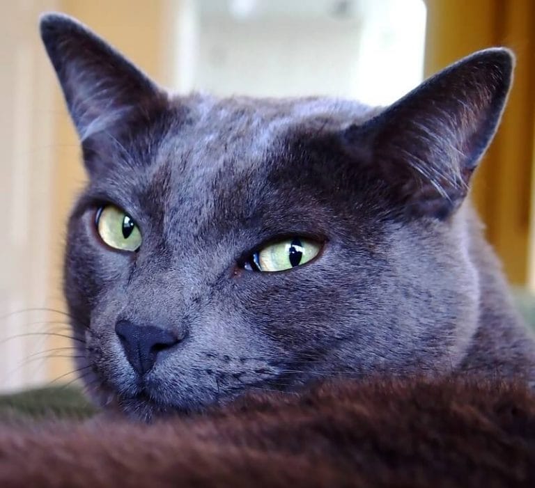 320 Regal Cat Names for Your Kitten - PetPress