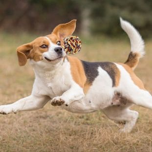 15 Things That Beagles Love To Do - PetPress