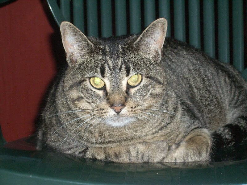 Fat Cat Names – 160 Cute & Funny Names for Your Fat Cat