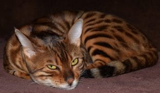 Best Spotted Cat Names: List of 150+ Names for Spotted Cats
