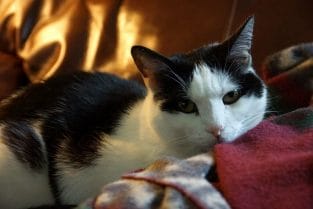 500 Fancy Cat Names that are Posh and Elegant