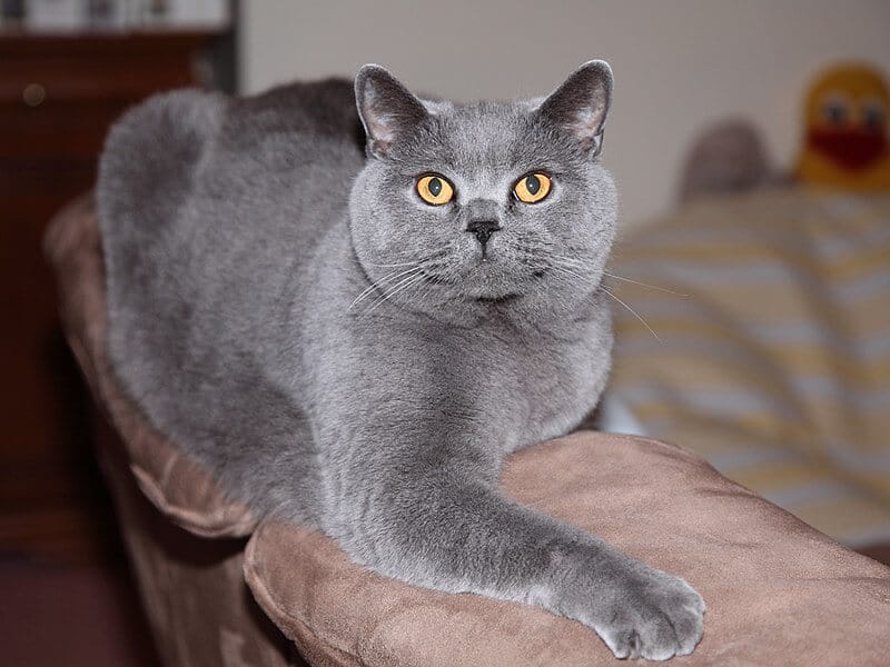 320 Regal Cat Names for Your Kitten - PetPress