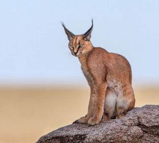 15 Interesting Facts About Caracals - PetPress
