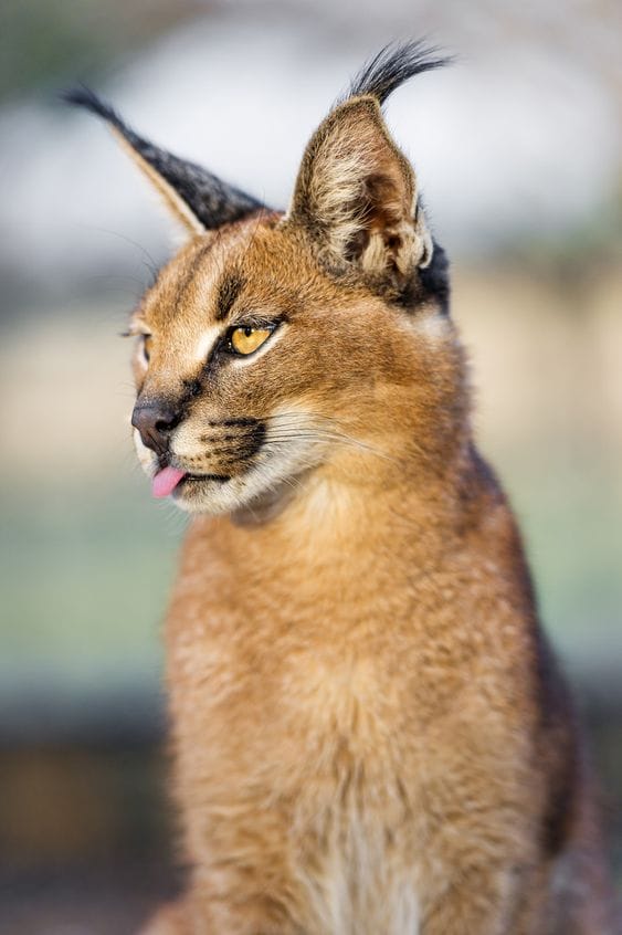 15 Interesting Facts About Caracals - PetPress