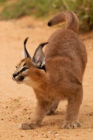 15 Interesting Facts About Caracals - PetPress
