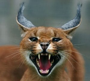 15 Interesting Facts About Caracals - PetPress