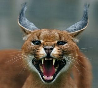 15 Interesting Facts About Caracals - PetPress