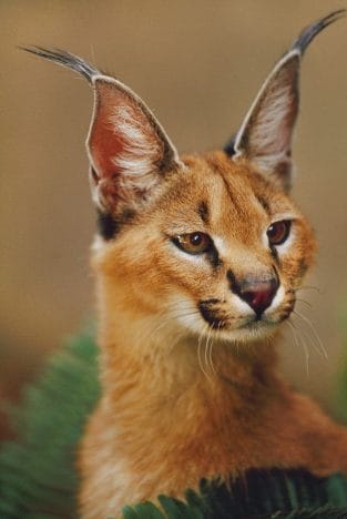 15 Interesting Facts About Caracals - Page 2 of 3 - PetPress