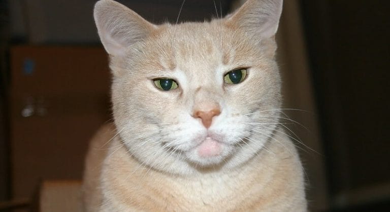 320 Regal Cat Names for Your Kitten - PetPress