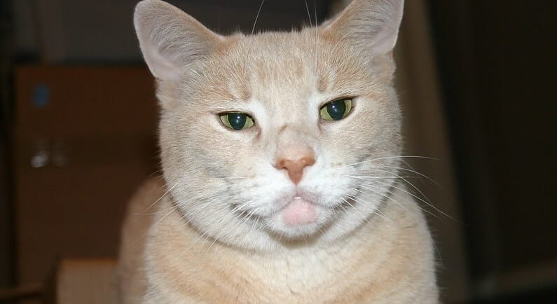 320 Regal Cat Names for Your Kitten - PetPress