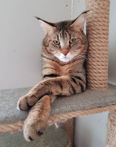 Top 7 Most Dangerous Cat Breeds - PetPress