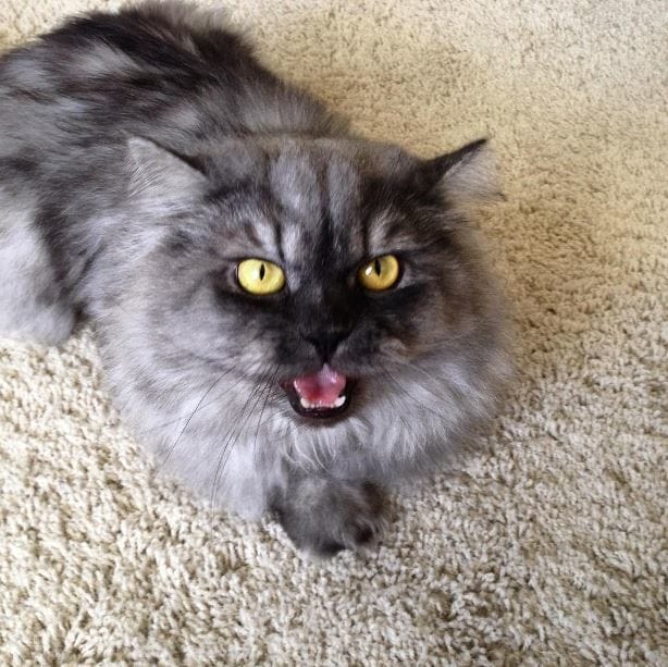 Top 17 Weird Things Cat Owners Do - PetPress