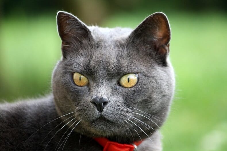 Best 500 French Cat Names for Male and Female Kittens